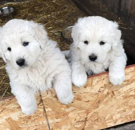Tatra Puppies 2017 - Polish Tatra Sheepdogs